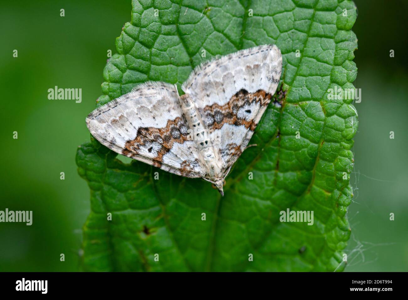 Silver-ground Carpet Moth Xanthorhoe montanata Stock Photo - Alamy