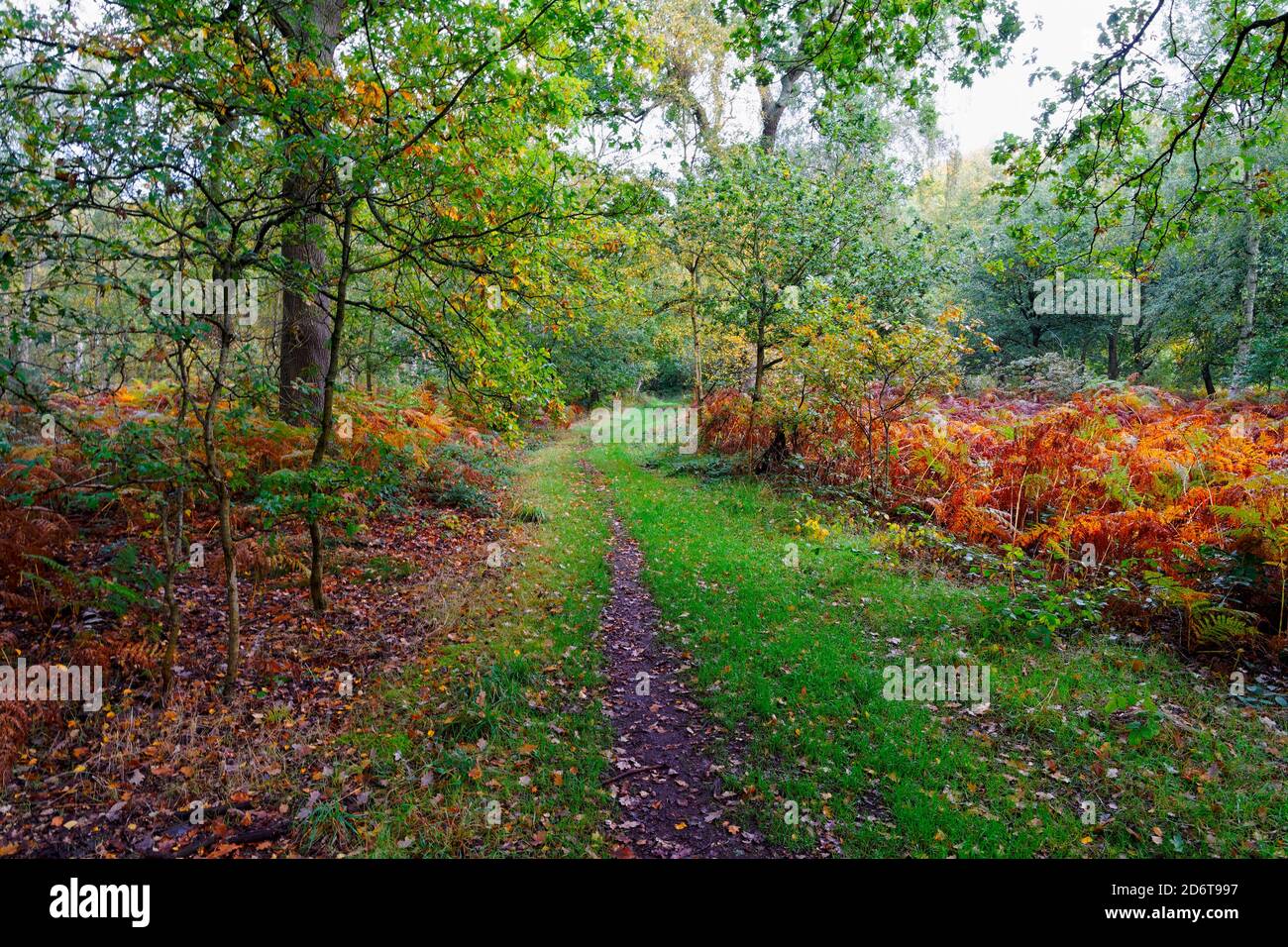 Footpath through dense forest hi-res stock photography and images - Alamy