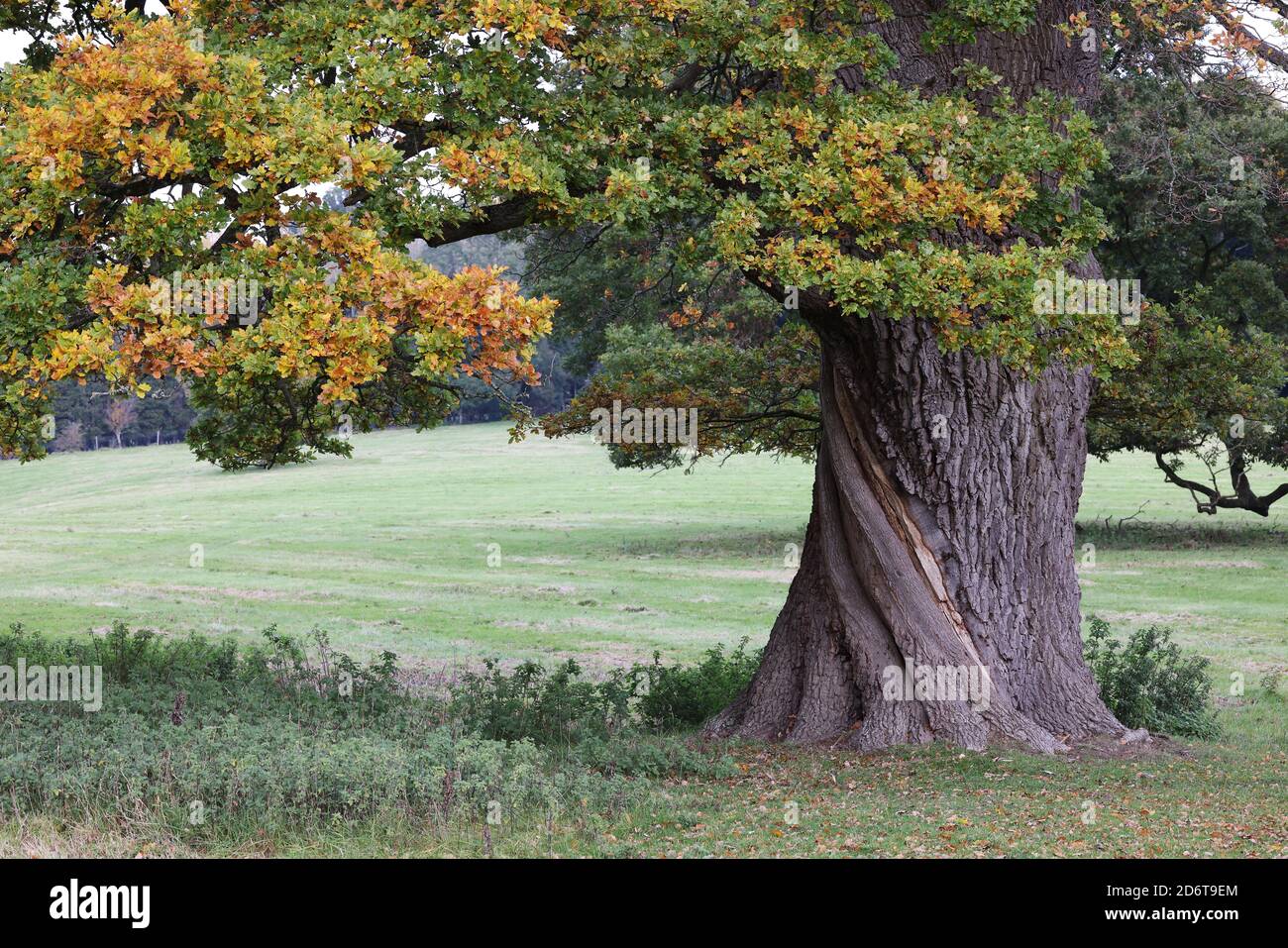 Oak tree in Autumn, Mid Wales, Powys, uk Stock Photo - Alamy