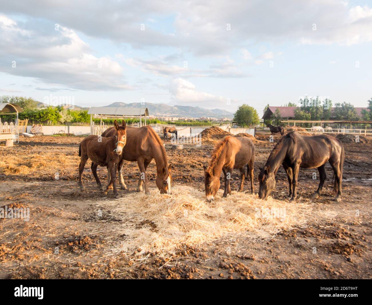 Horse on a farm Stock Photo - Alamy