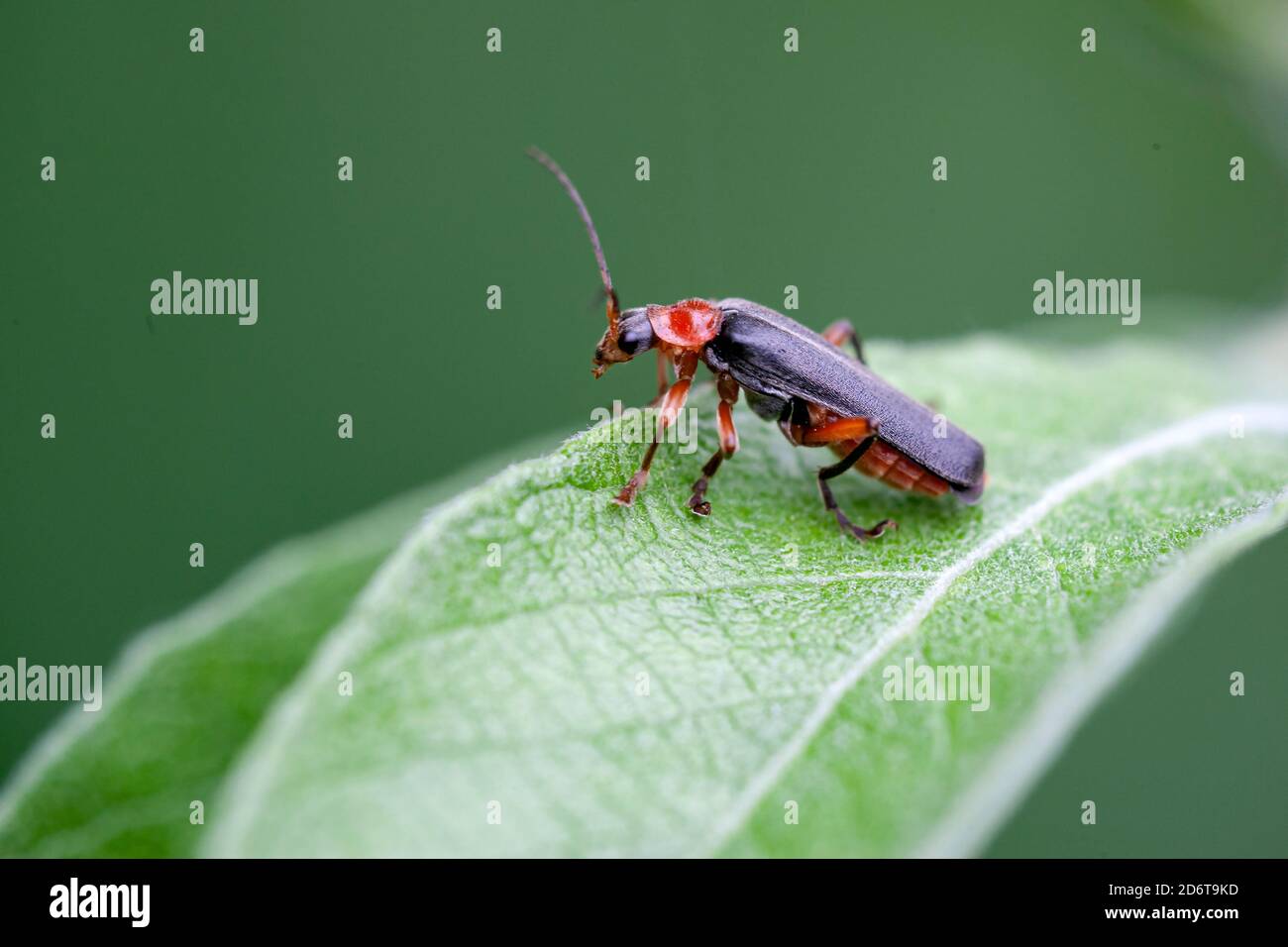 Soldier Beetle Cantharis rustica Stock Photo - Alamy