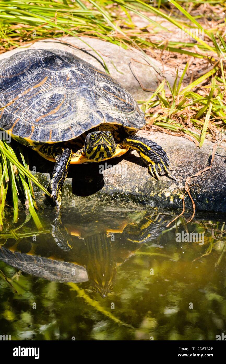 Trachemys Scripta Elegans Tortoise Stock Photo - Alamy