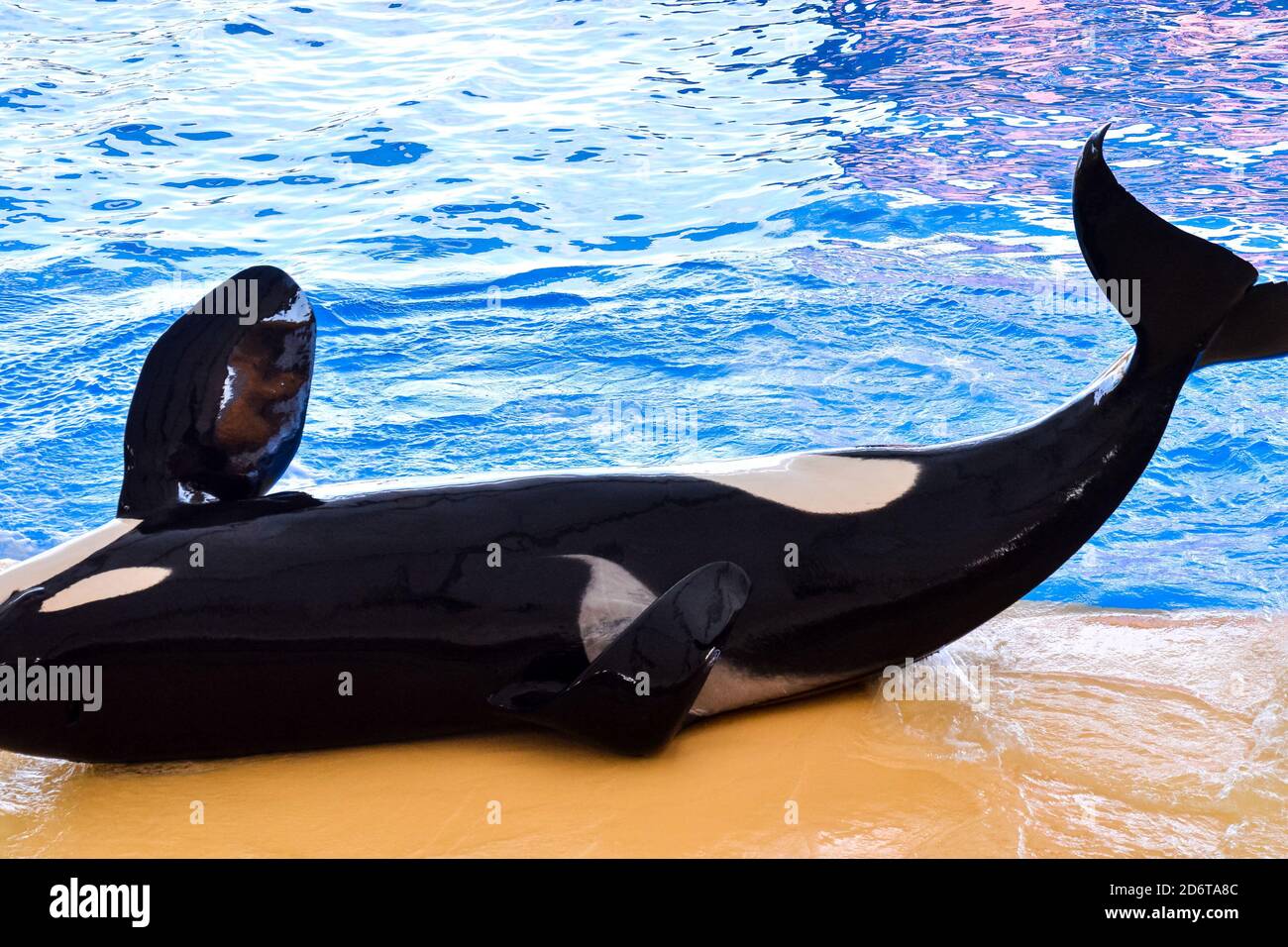 Mammal Orca Killer Whale Fish Stock Photo - Alamy