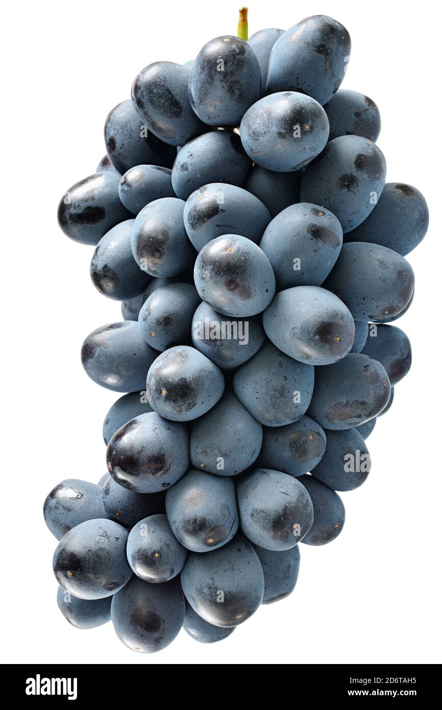 Dark blue grapes Cut Out Stock Images & Pictures - Alamy