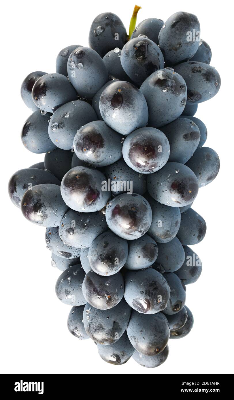 Blue Grapes