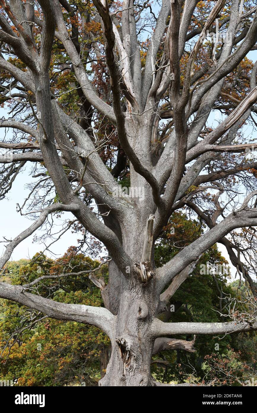 Dead oak tree hi-res stock photography and images - Alamy