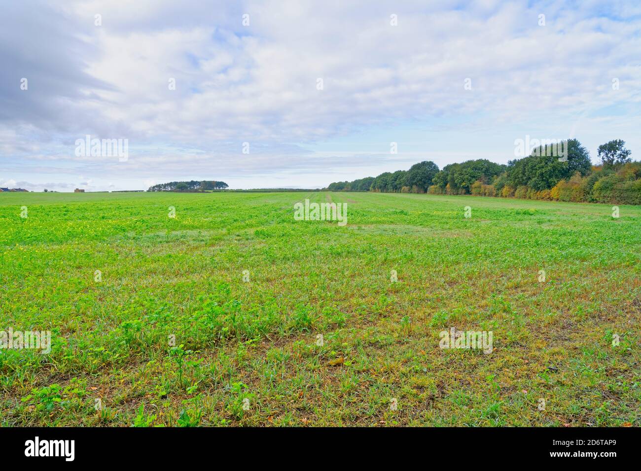 The shoots of autumn crops hi-res stock photography and images - Alamy