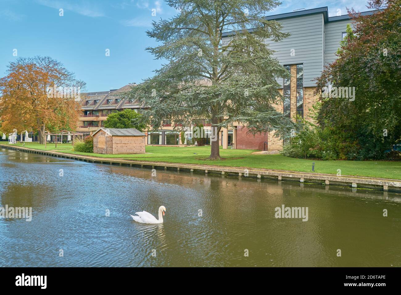 Lone swan on the river Cam beside the Cambridge hotel, Cambridge ...