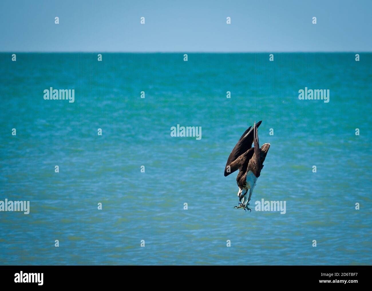Osprey Diving for a Fish Stock Photo - Alamy