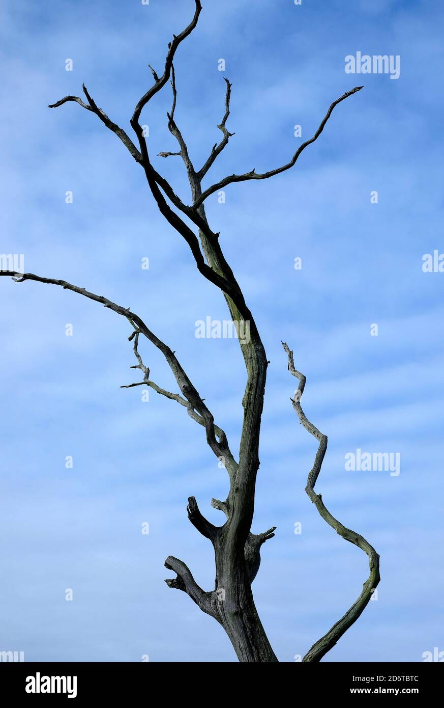 Spindly tree hi-res stock photography and images - Alamy