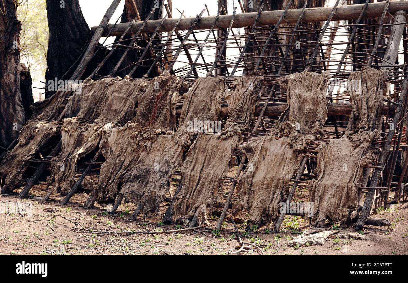 Genuine leather of cows drying on old wooden construction in yard in ...