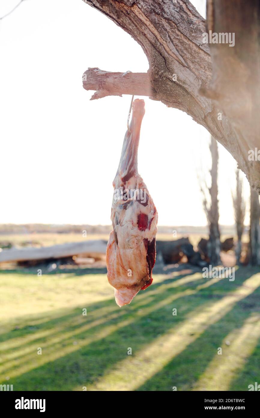 Hook Leg High Resolution Stock Photography and Images - Alamy