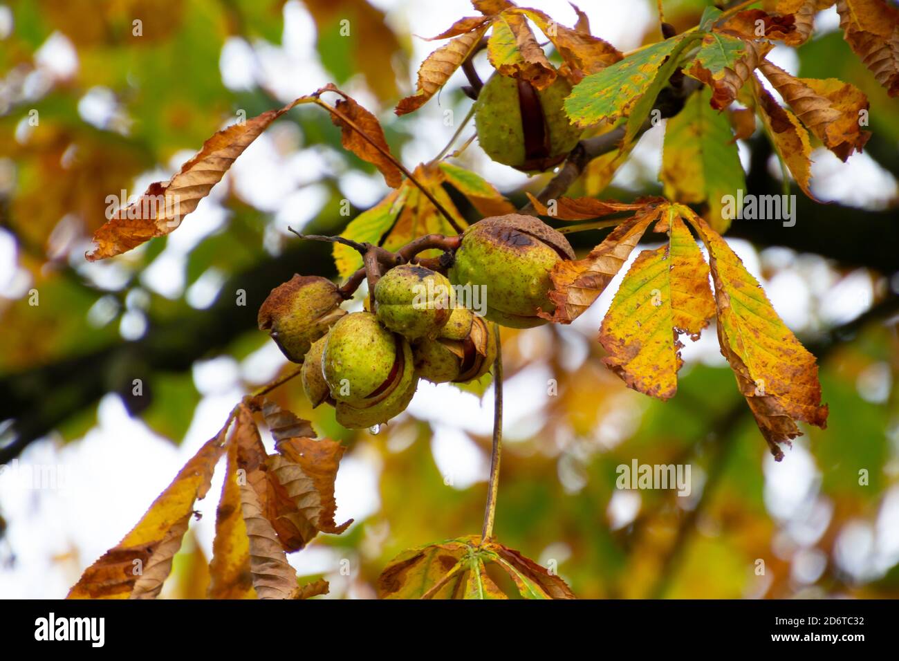 Chestnut close hi-res stock photography and images - Alamy