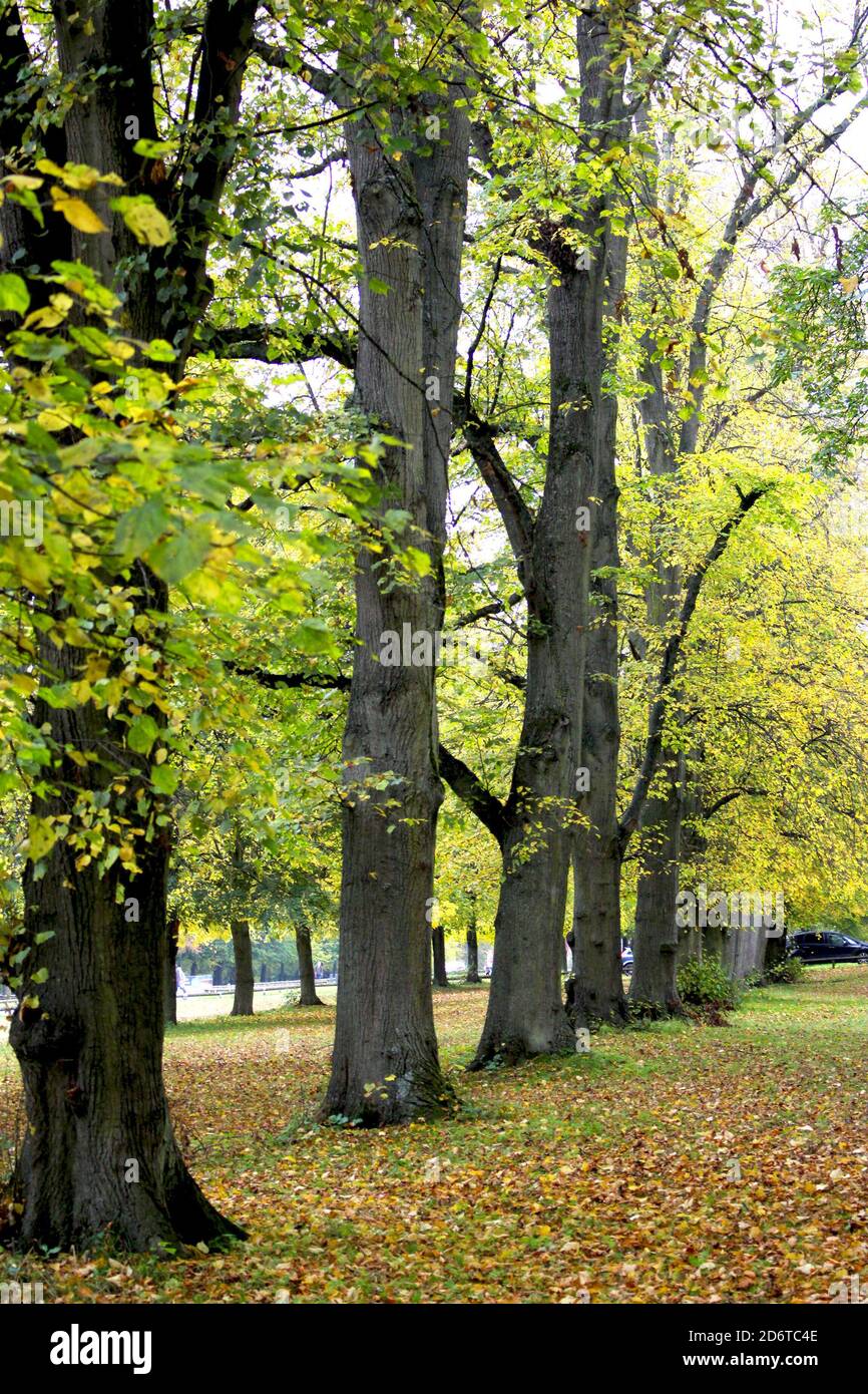 Line of autumn trees Stock Photo - Alamy