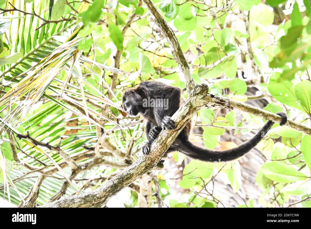 capuchin monkey primate , in Arenal Volcano area costa rica central ...