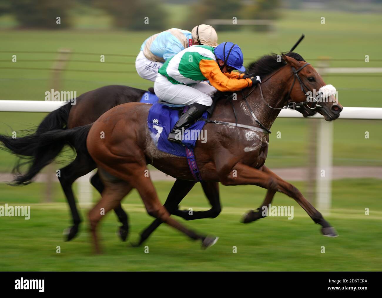 Cockalorum horse hi-res stock photography and images - Alamy