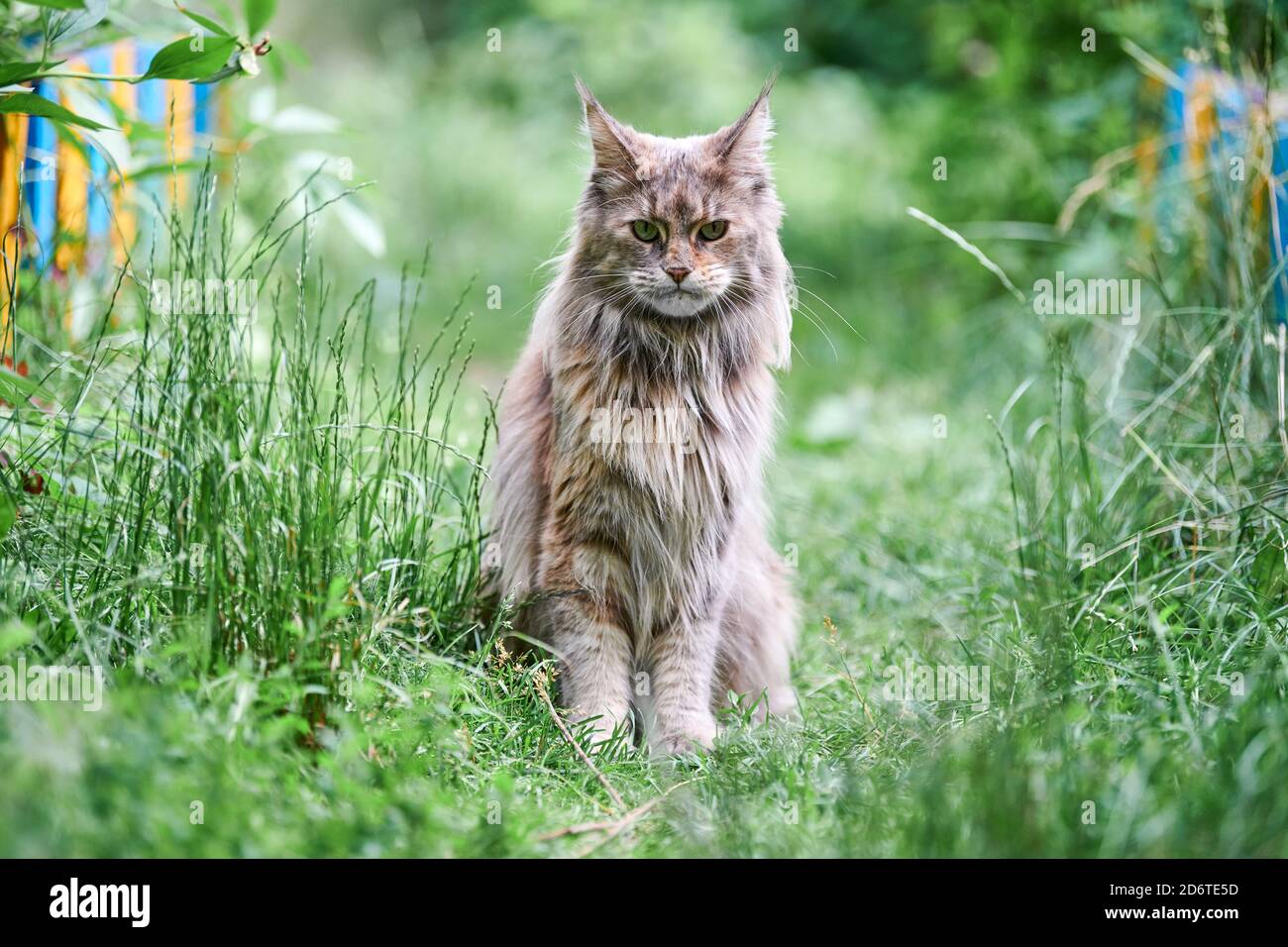 Maine coon cat in garden. Adult cute cat walk on park grass. Big feline ...