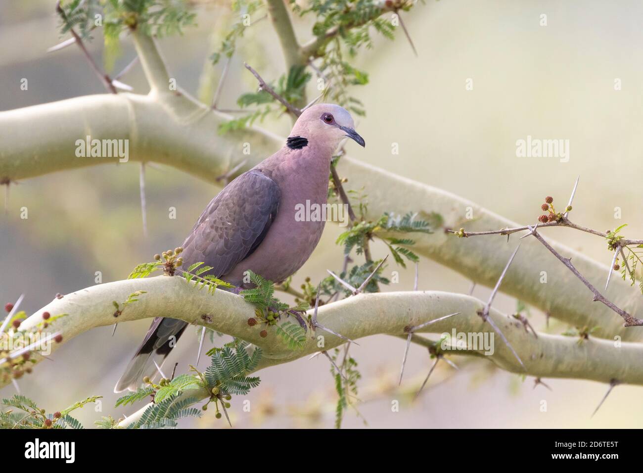 Red-eyed Dove (Streptopelia semitorquata), the largest of the ringneck ...