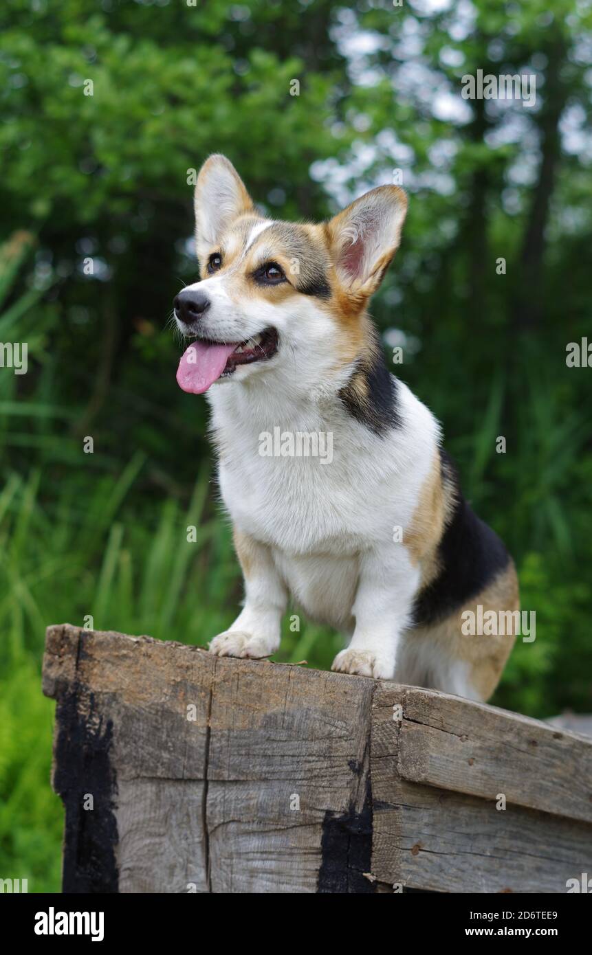 Pure breed hi-res stock photography and images - Alamy