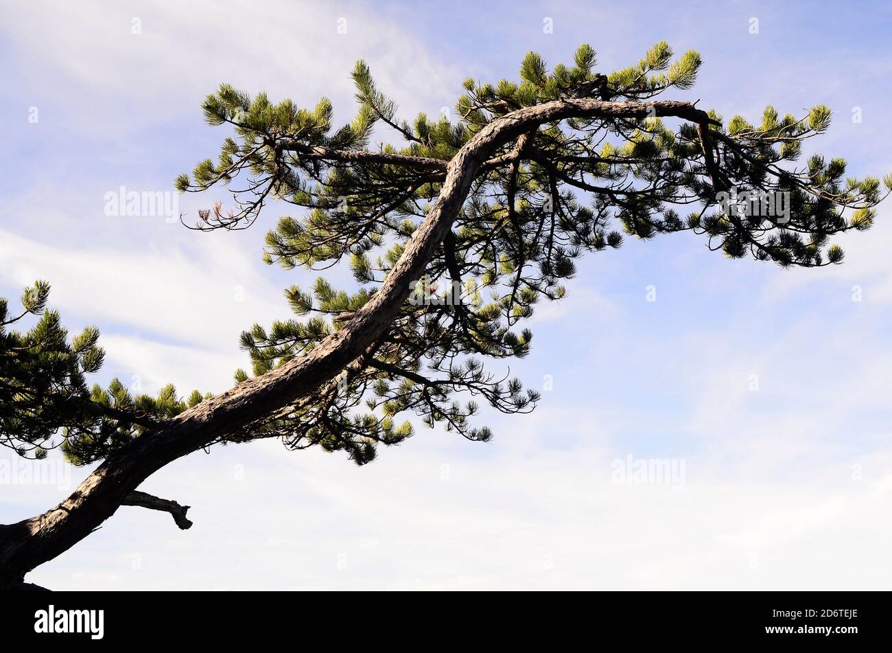 Austria, tree branch of a black pine Stock Photo - Alamy