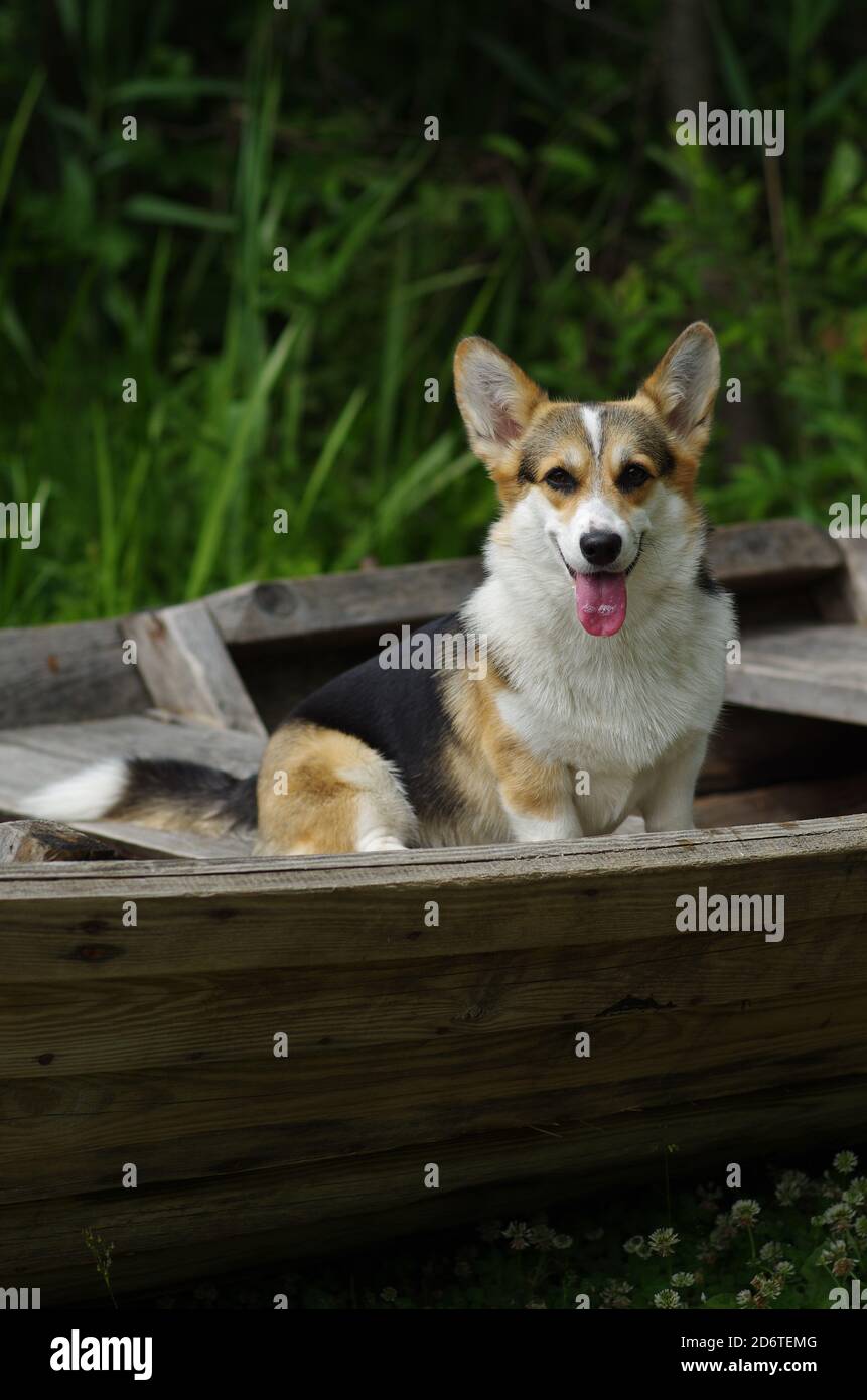 Pure breed hi-res stock photography and images - Alamy