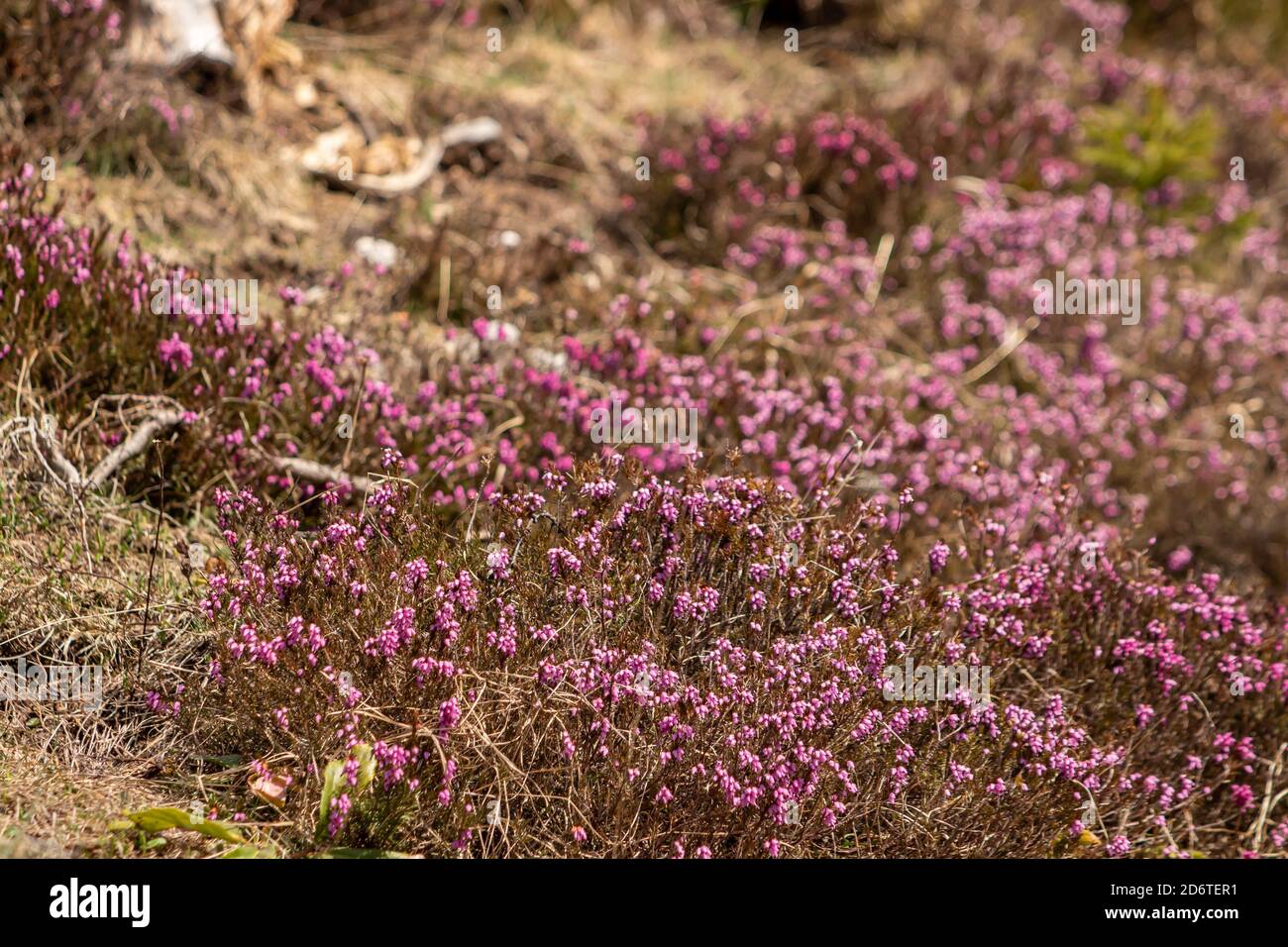 A bunch of Erica carnea up in the mountains Stock Photo - Alamy