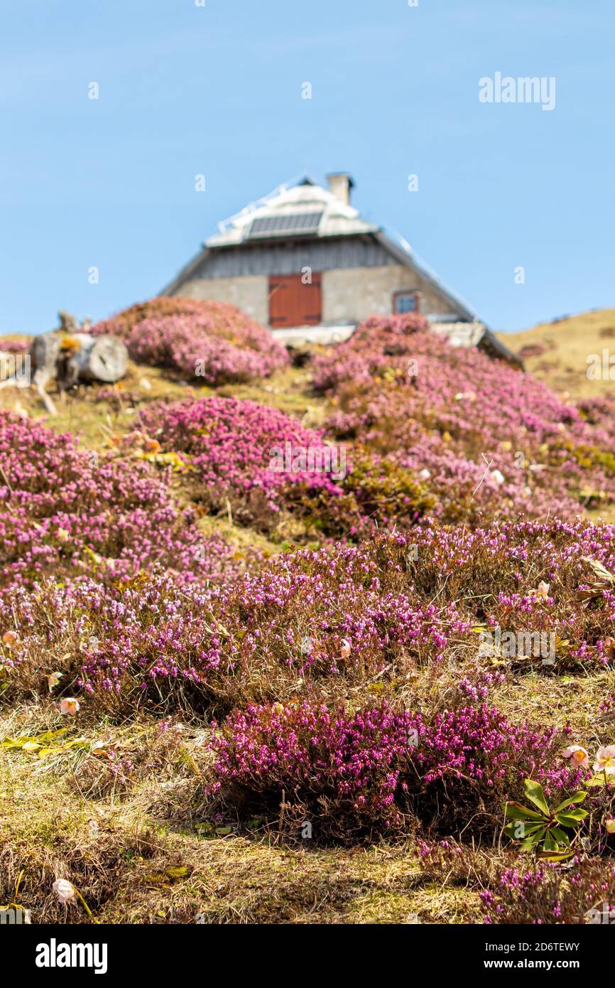 Erica carnea up in the mountains with mountain hut Stock Photo - Alamy