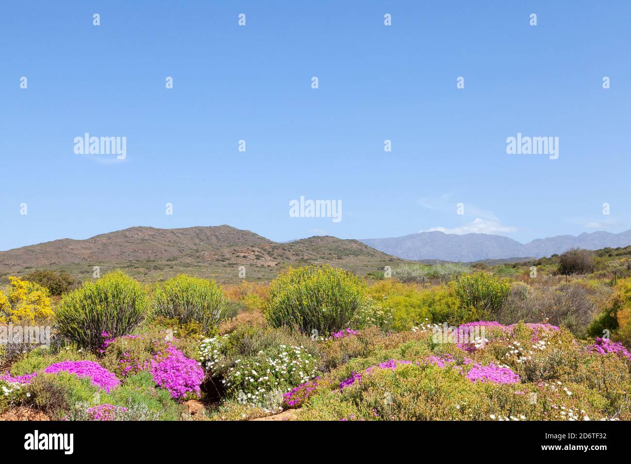 Colourful spring flowers and succulents in a Robertson Karoo Vegetation ...