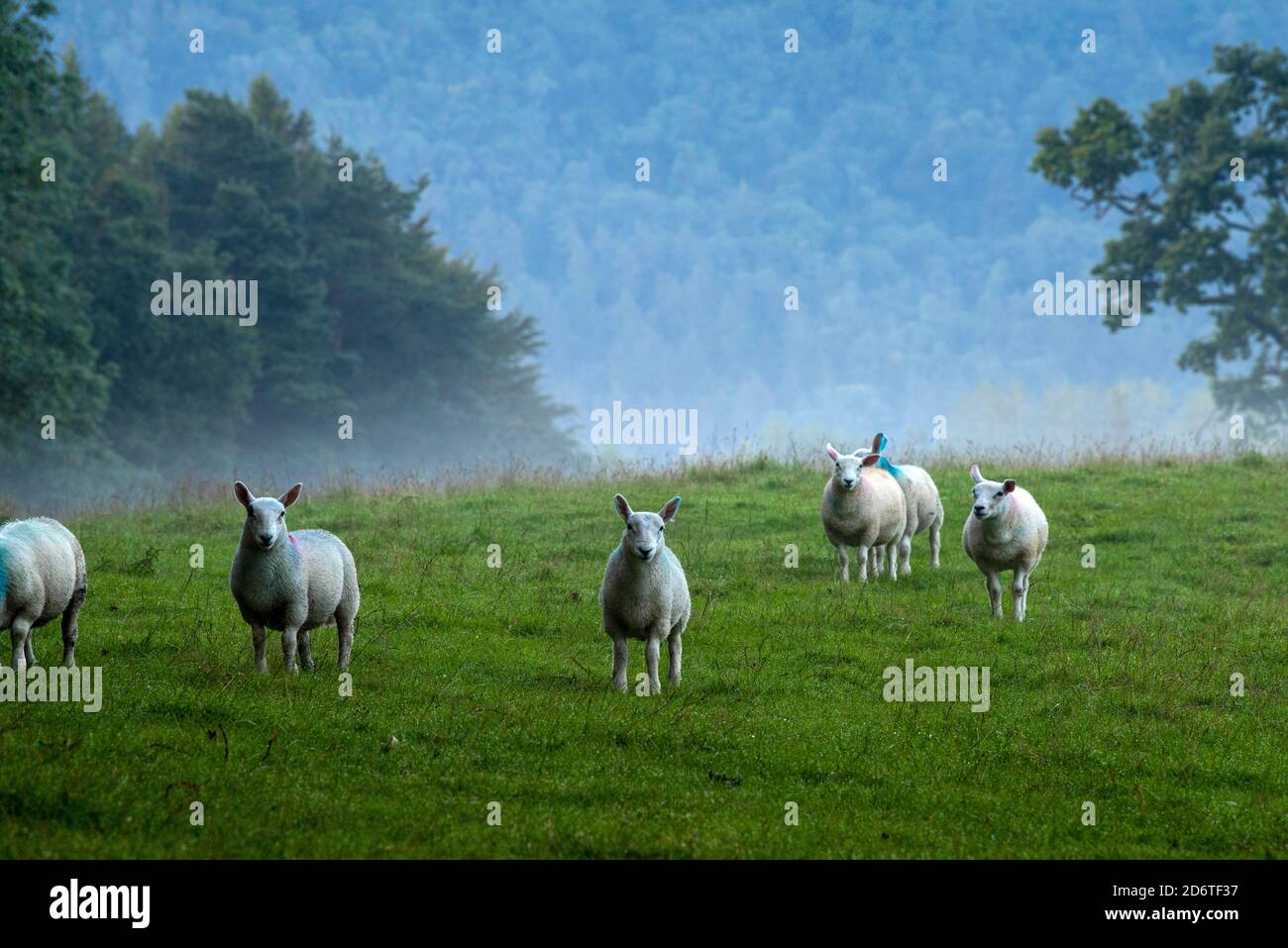 Sheep in early morning mist in the Lake District, Cumbria England UK ...