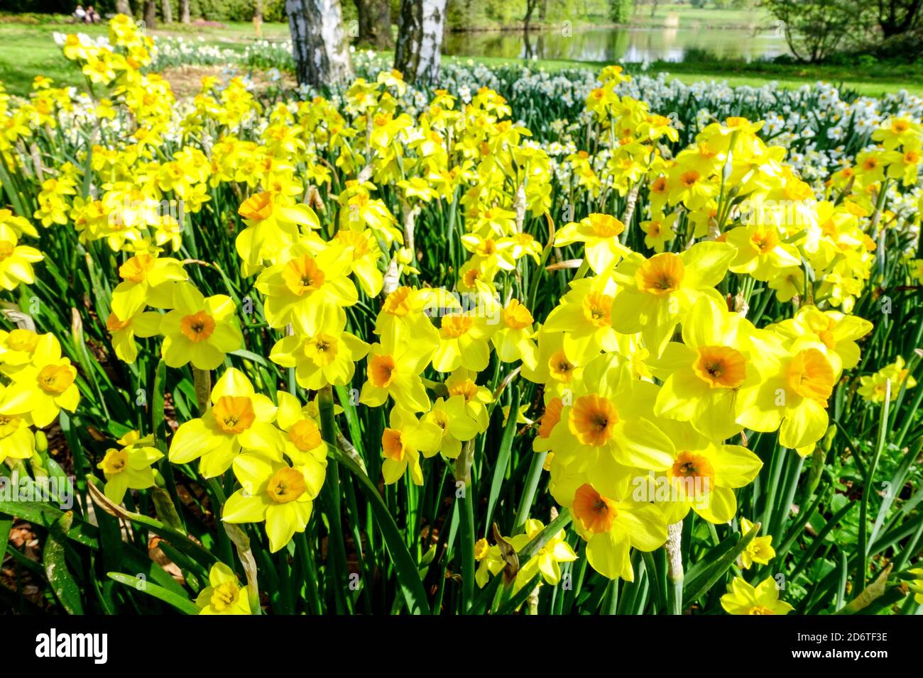 Garden flowers yellow hi-res stock photography and images - Alamy