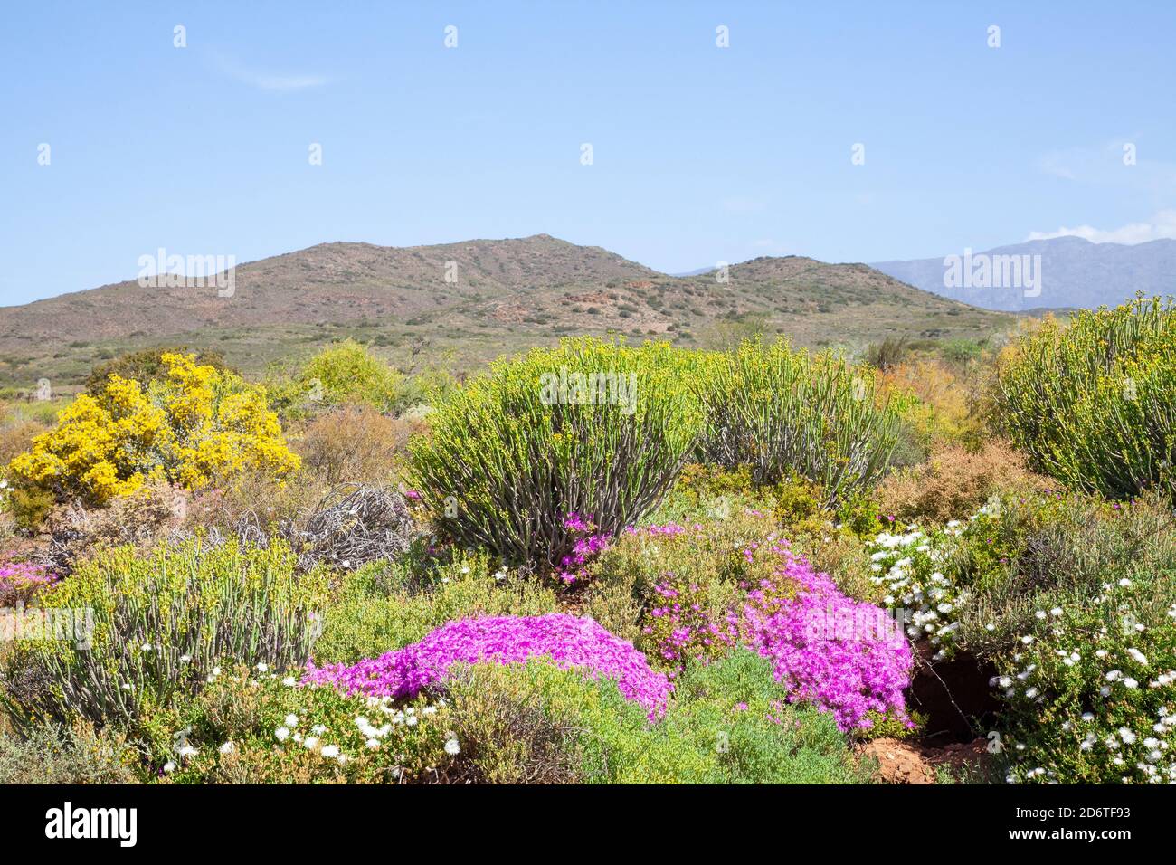 Colourful spring flowers and succulents in a Robertson Karoo Vegetation ...