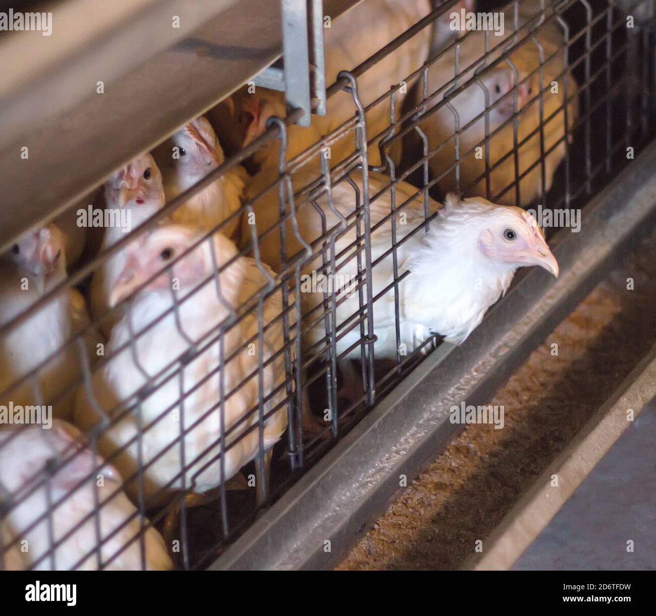 Broiler chickens in cages are raised in a poultry farm for meat ...