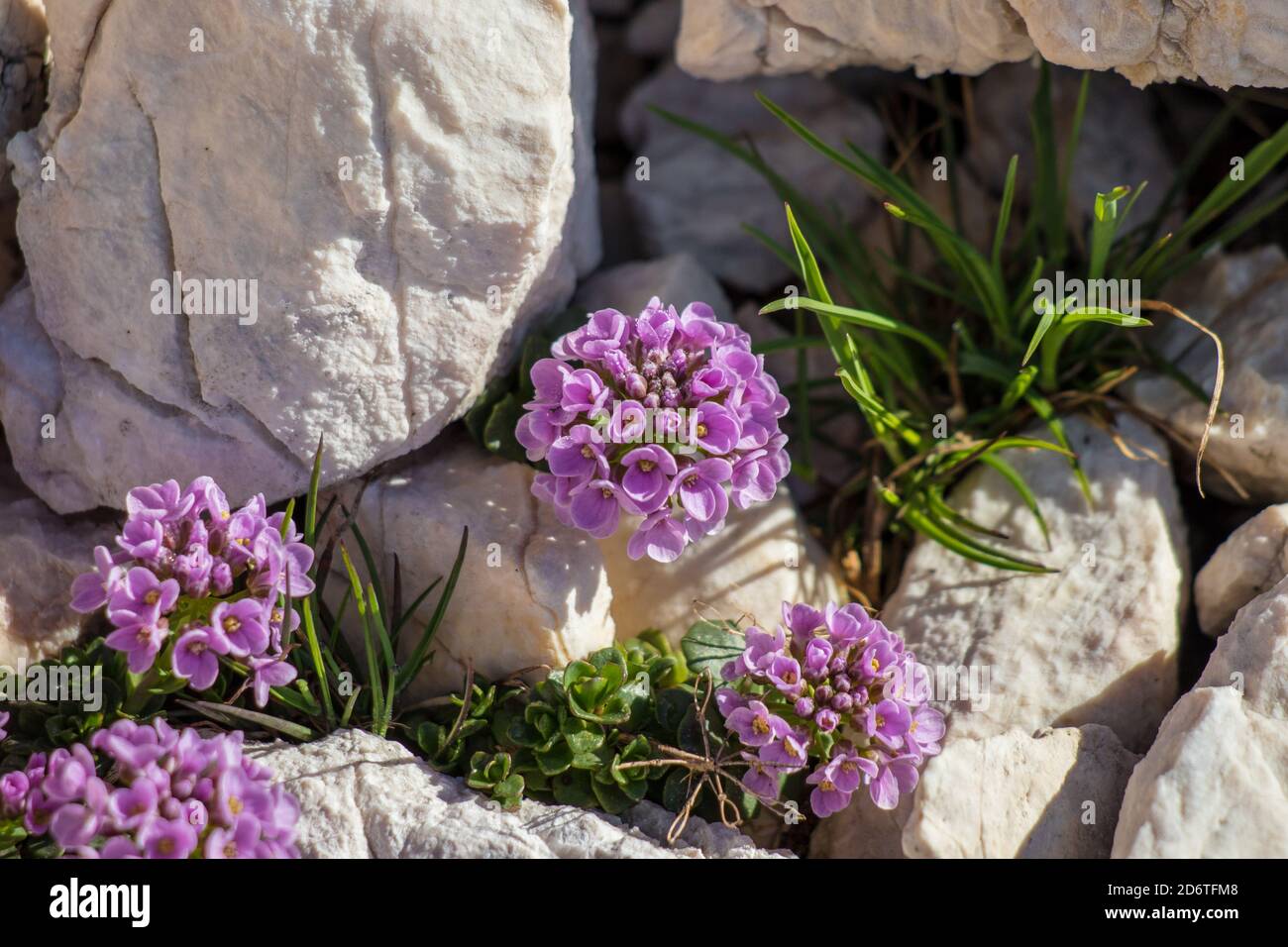 Thlaspi caprifolium hi-res stock photography and images - Alamy