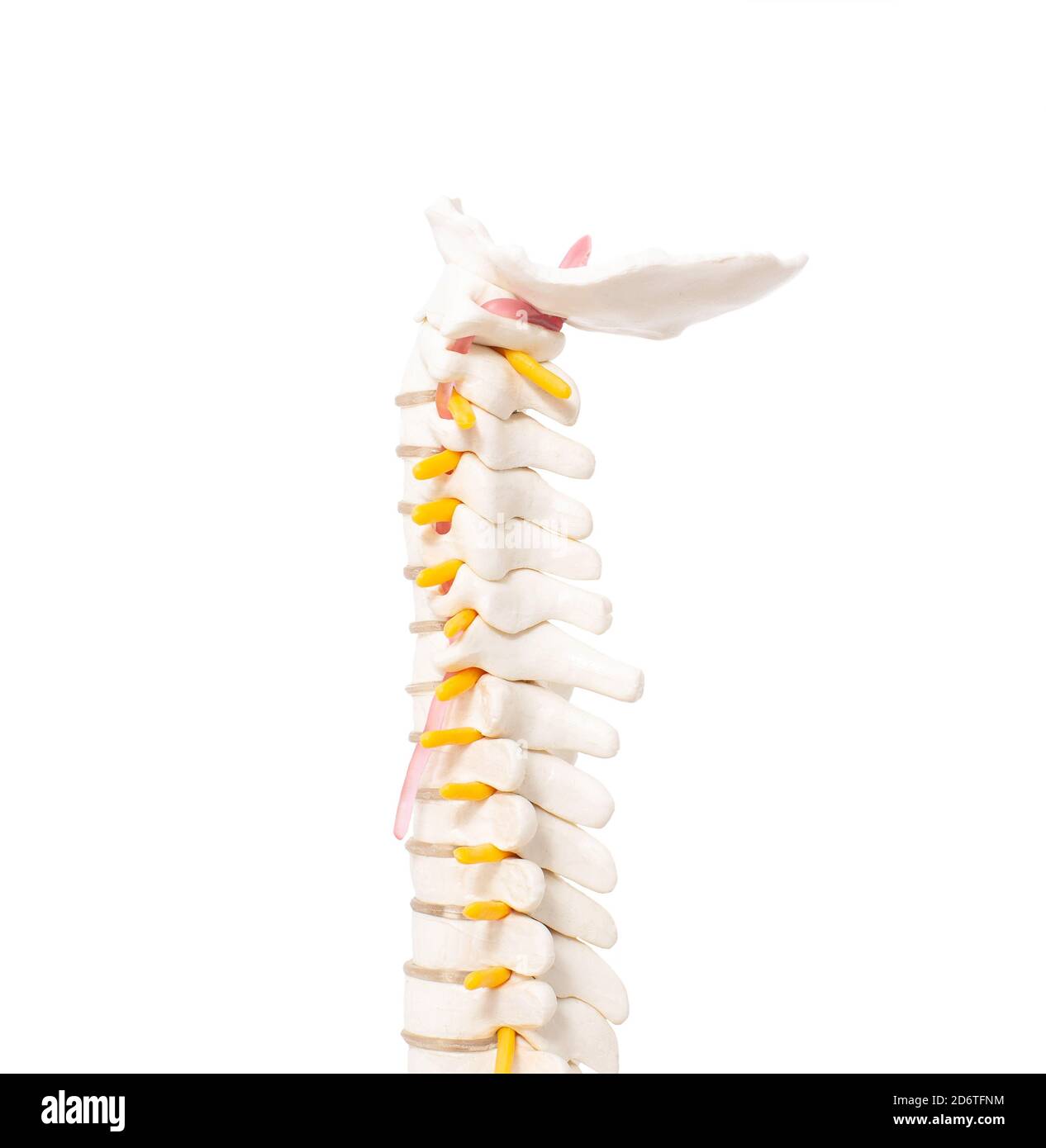 Thoracic spine ligaments arteries hi-res stock photography and images ...
