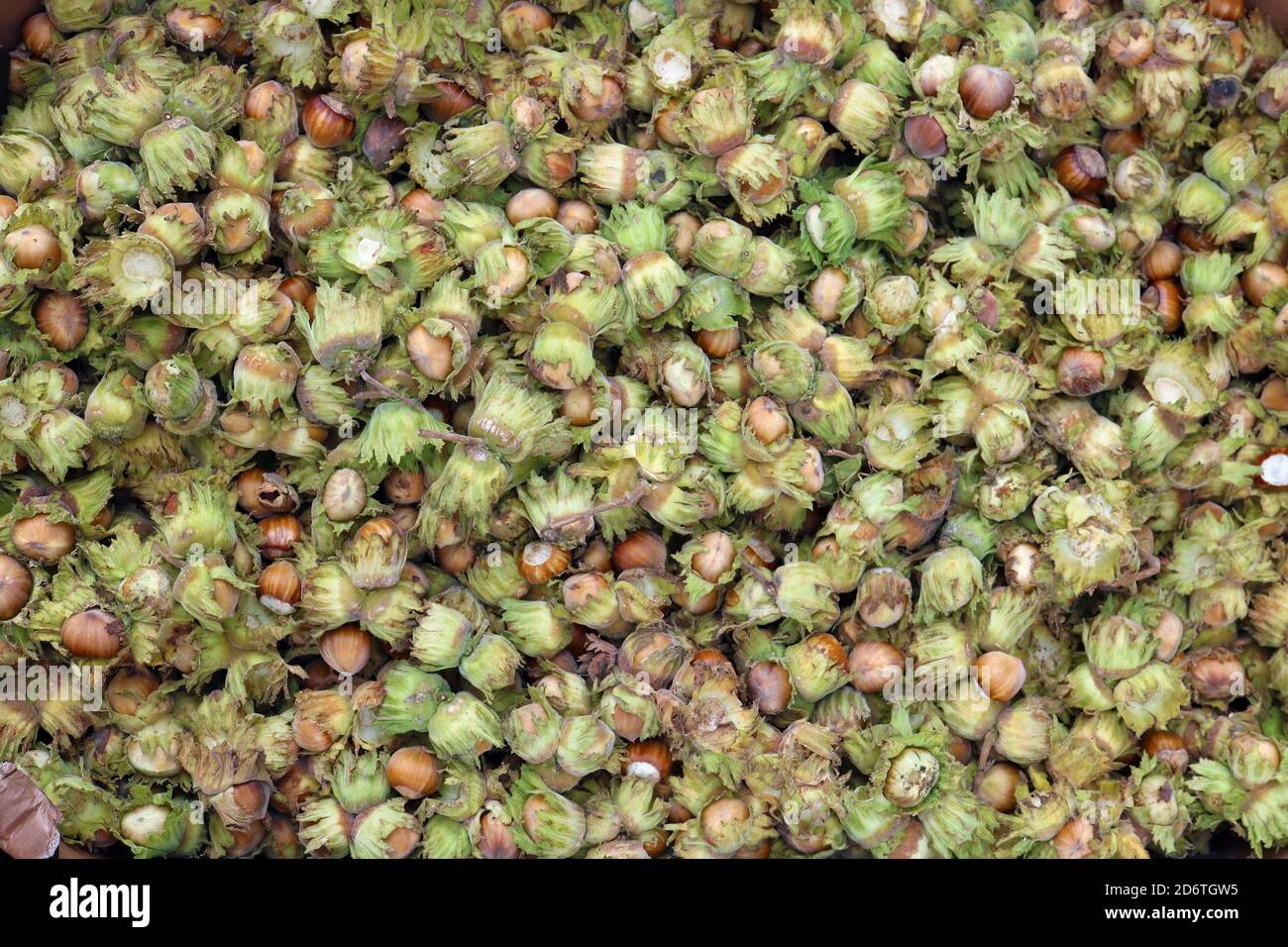 Fresh green autumn hazelnuts background Stock Photo - Alamy