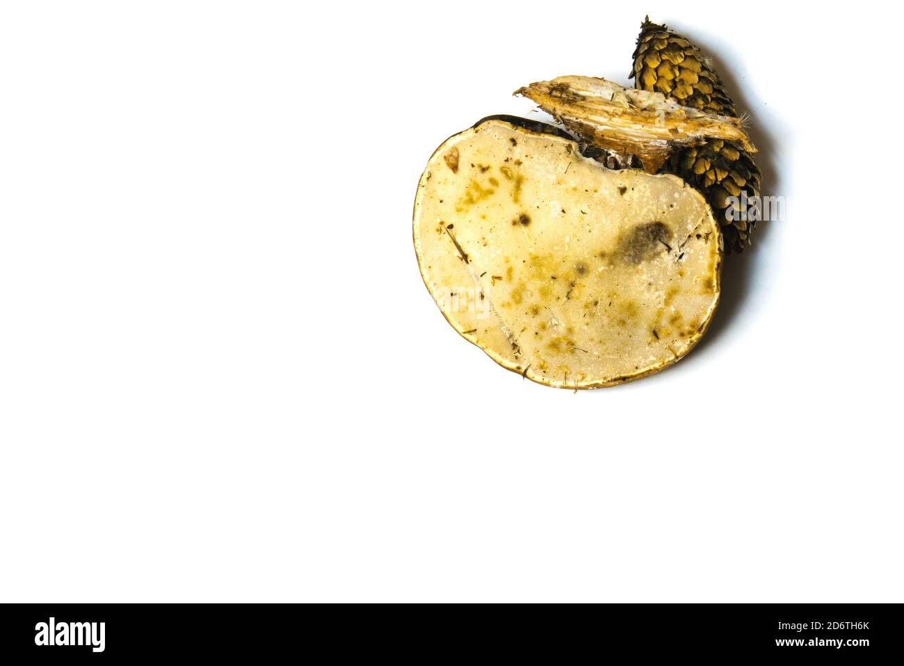 Growing up tree trunk Cut Out Stock Images & Pictures - Alamy