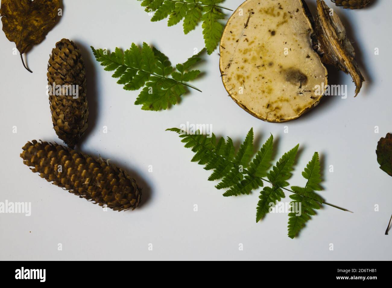 Conifers and fern leaves Stock Photo - Alamy
