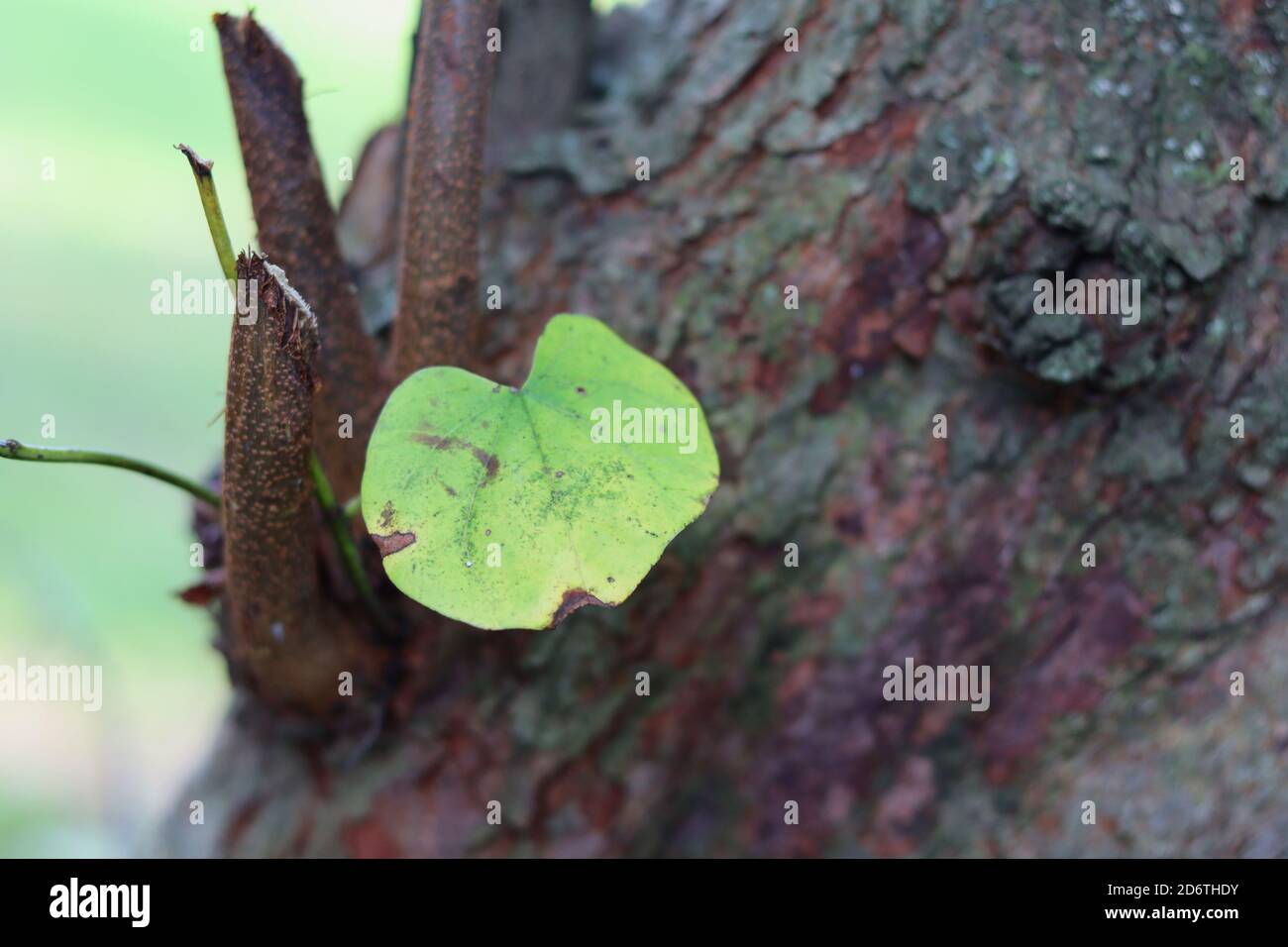 A green leaf budding from a tree Stock Photo - Alamy