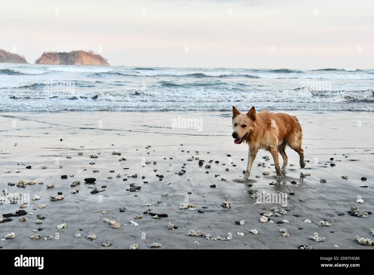 dog on the beach in samara nicoya costa rica central america Stock ...
