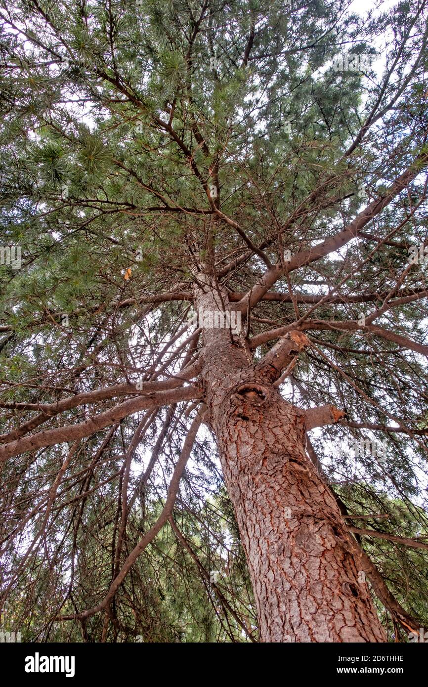 the most basic oxygen source trees Stock Photo - Alamy