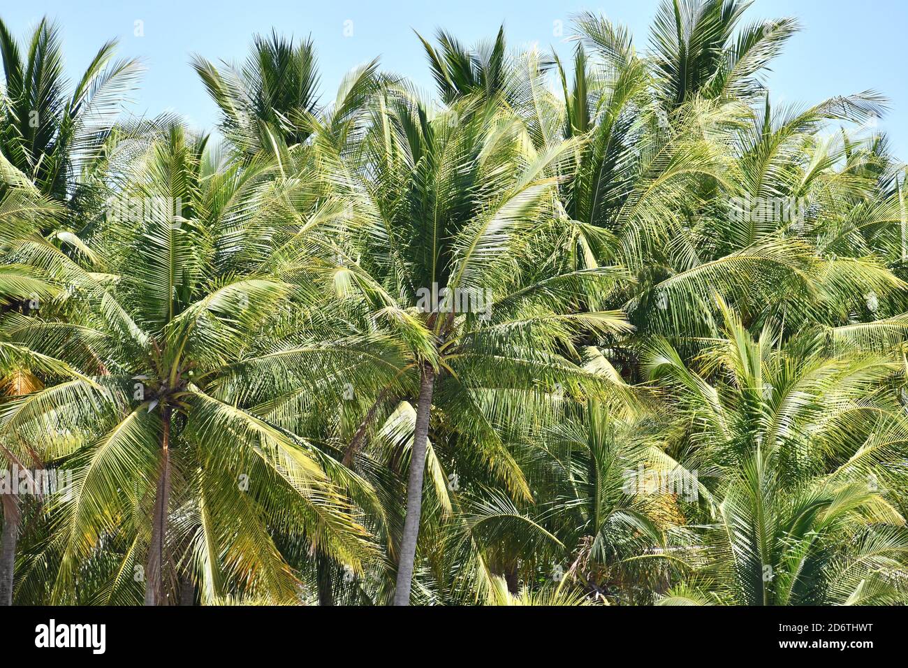 palm tree on the beach in samara nicoya costa rica central america ...