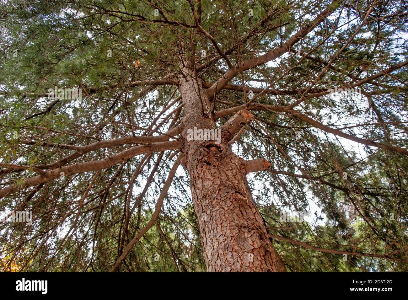 the most basic oxygen source trees Stock Photo - Alamy