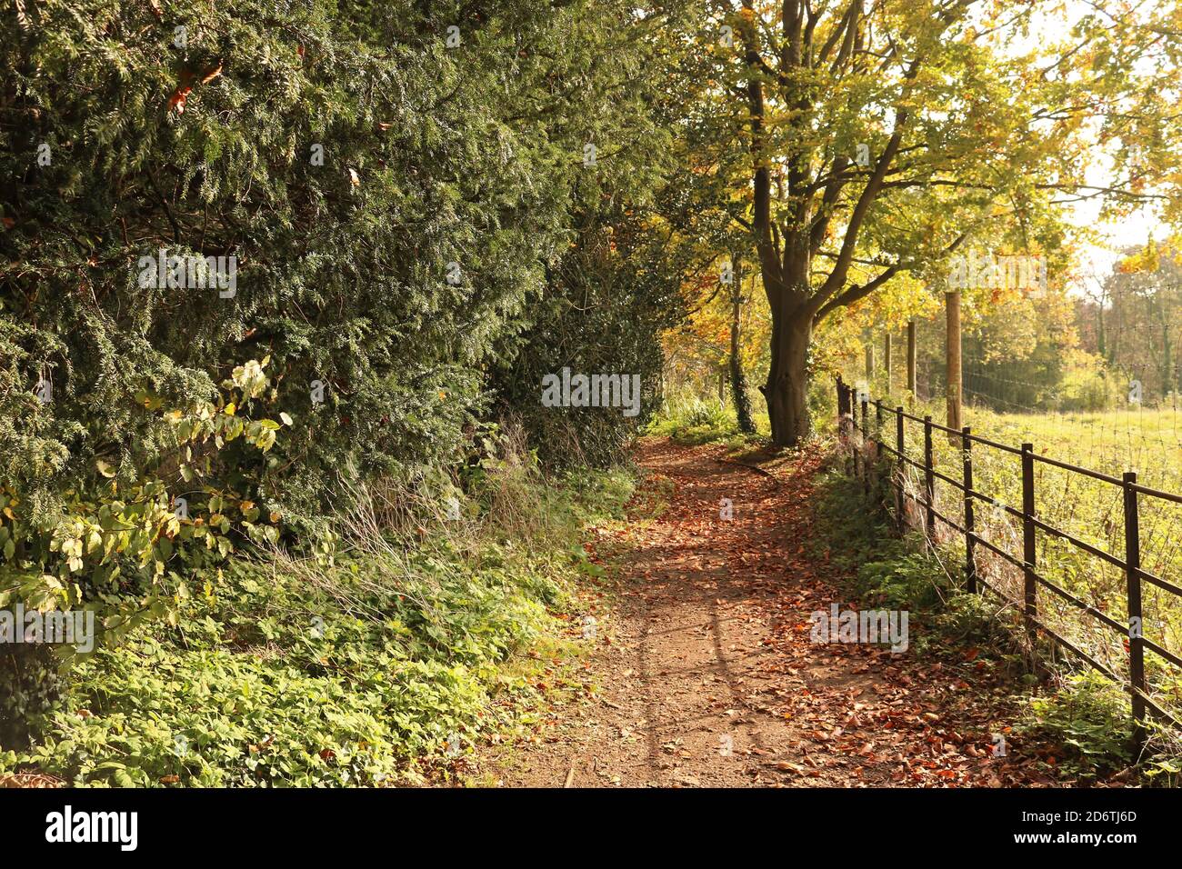 Beautiful Autumn scene of empty path in forest Stock Photo - Alamy