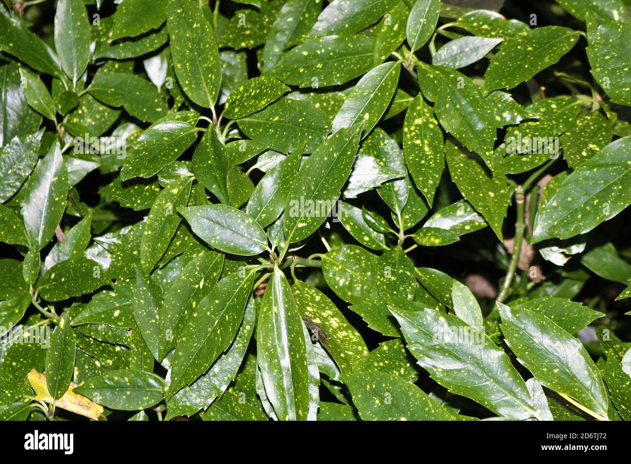 Laurel bush shrub hi-res stock photography and images - Alamy
