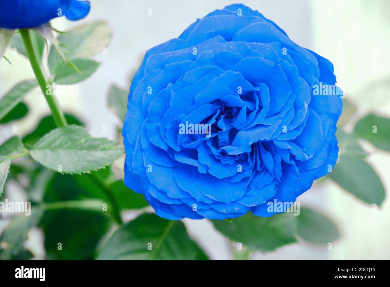 Blue rose flower on light background, close-up Stock Photo - Alamy