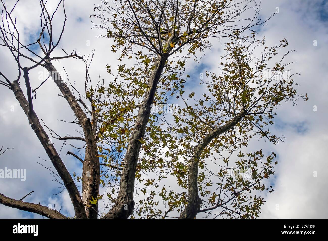 the most basic oxygen source trees Stock Photo - Alamy