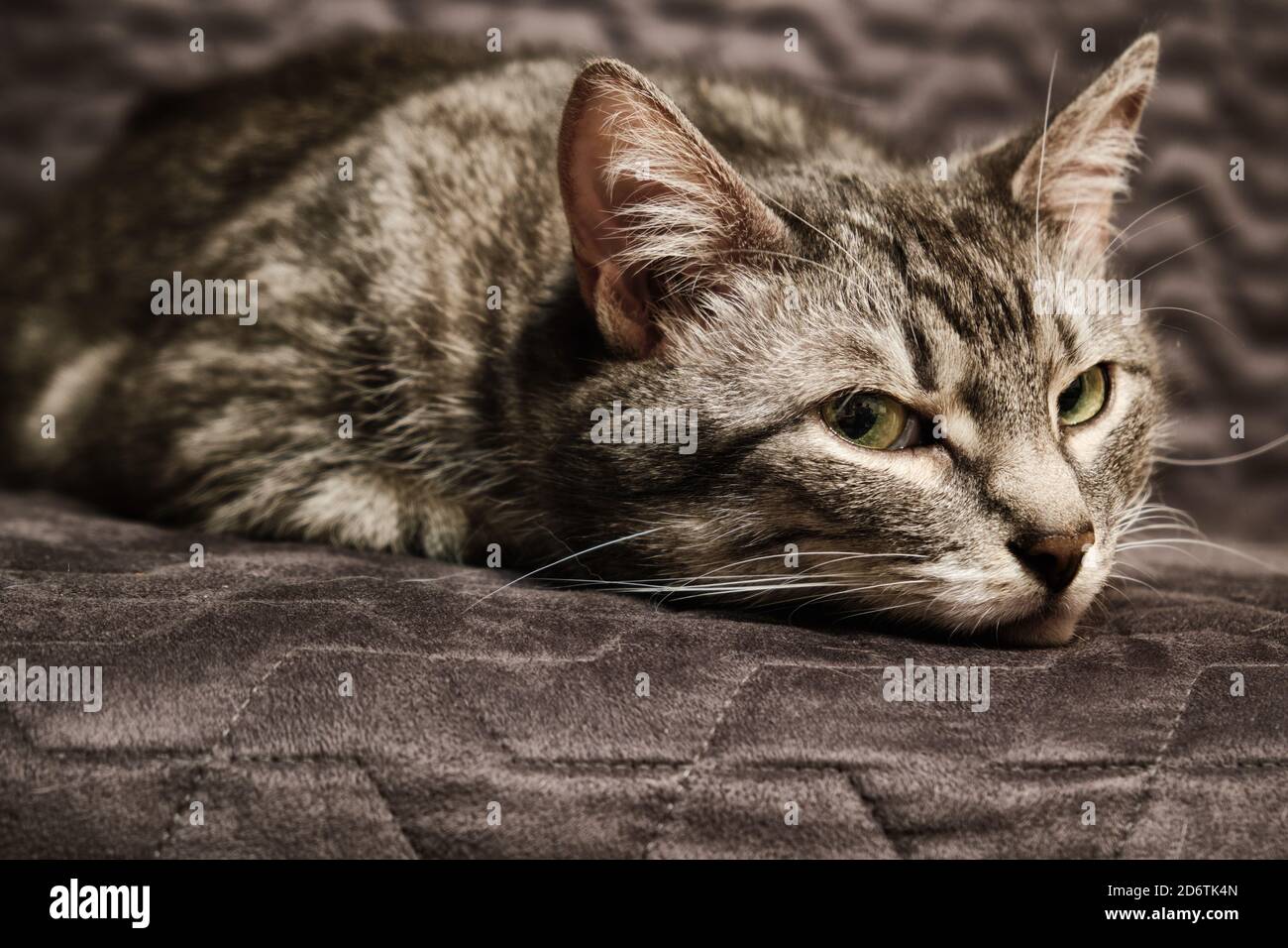 Gray cat's face in dejection, close-up. Pet lies on a chair and is sad ...