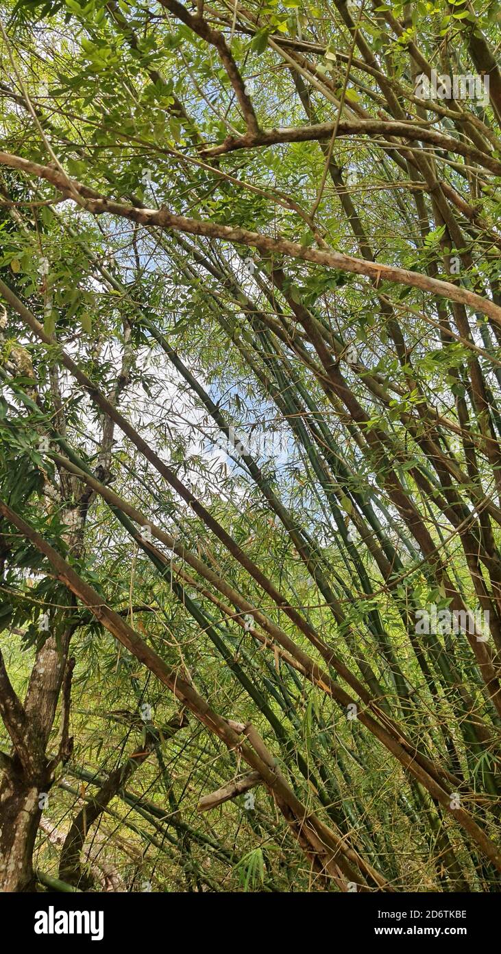 Vertical shot of a forest under the daylight in Bra Stock Photo - Alamy