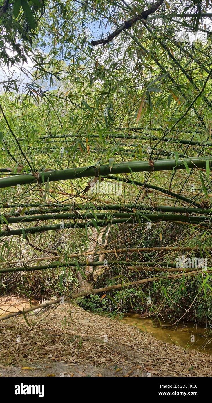 Vertical shot of a forest under the daylight in Bra Stock Photo - Alamy