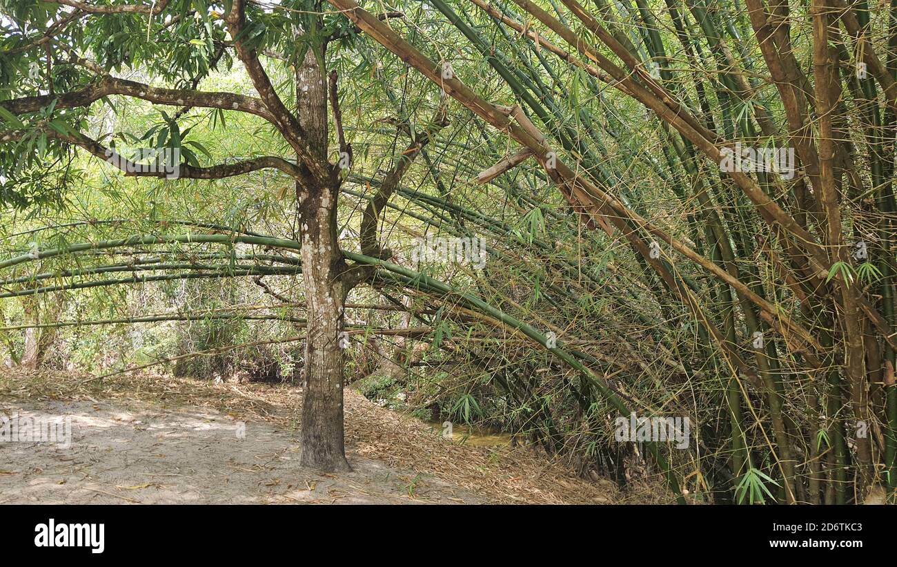 Closeup shot of a forest under the daylight in Bra Stock Photo - Alamy